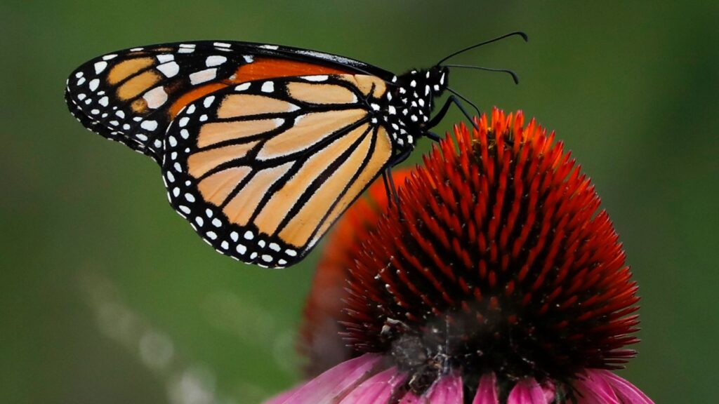 Monarch Butterfly Officially Named Illinois State Insect Today ...