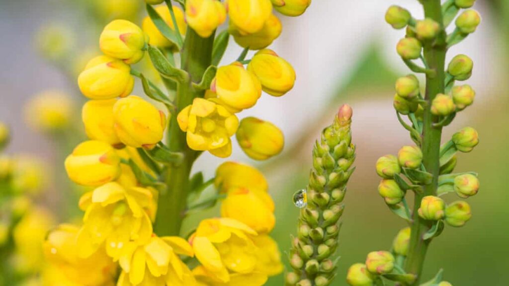 Surprising Mechanisms of Flower Stamens Enhance Pollination ...