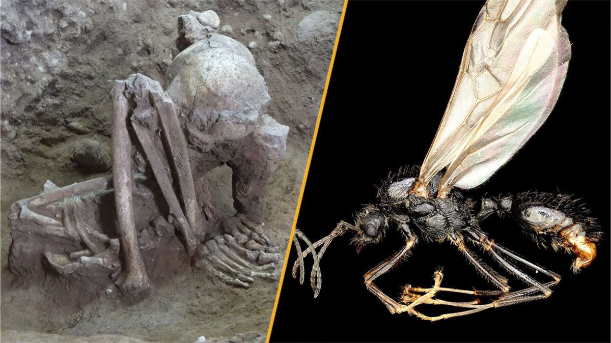 Discoveries Unveiled: Ancient Mummies and Ant Cloning Breakthroughs ...