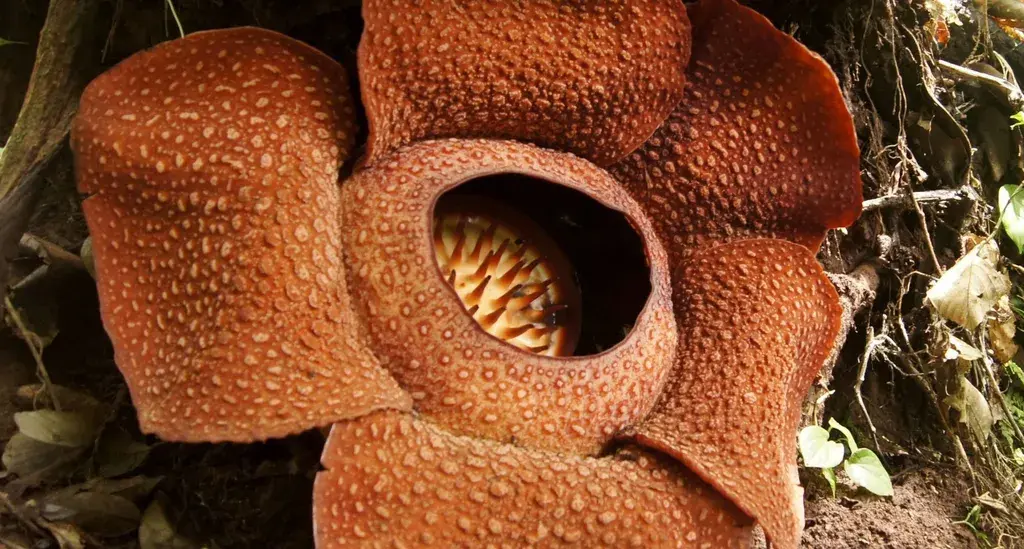 Indonesian Team Discovers Rare Rafflesia Flower After 13 Years ...