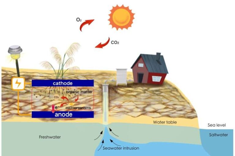 Researchers Harness Plant Microbial Fuel Cells to Generate Energy ...