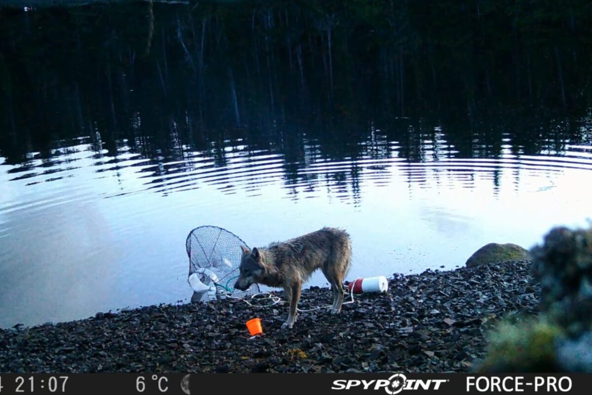 Wolf's Ingenious Crab Trap Heist Surprises Researchers - NEWSNOWCHICAGO
