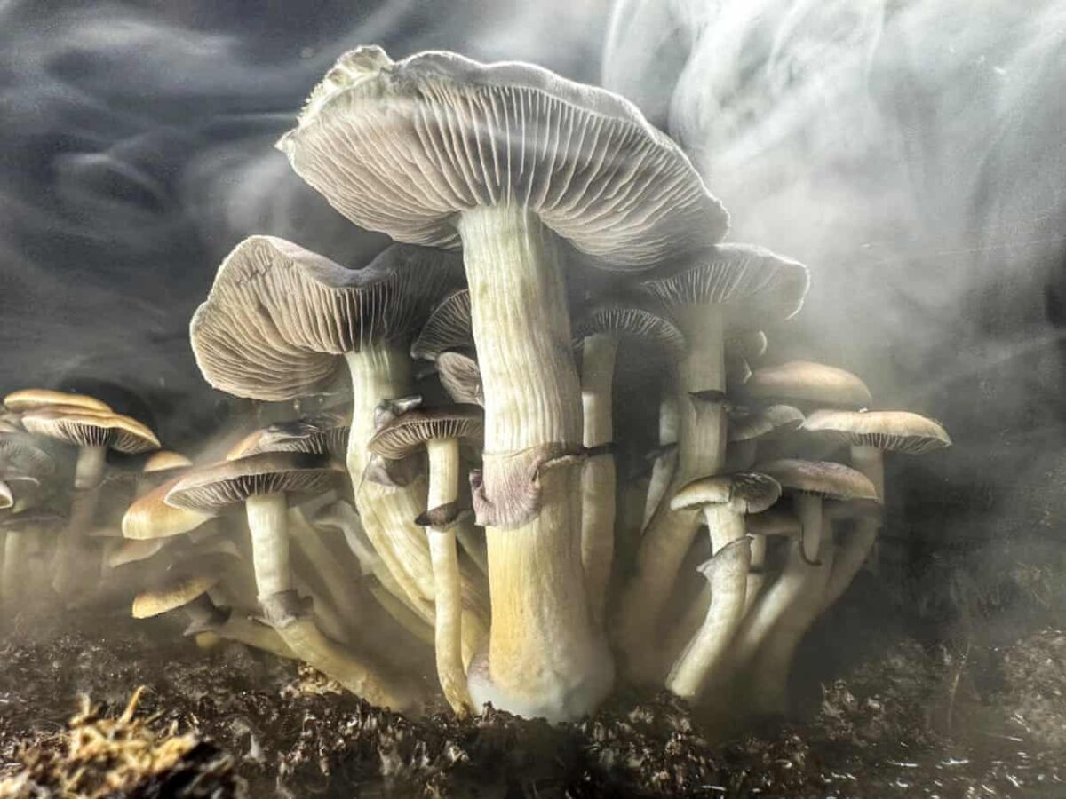 US Churches Embrace Psychedelics as Legal Sacraments - NEWSNOWCHICAGO