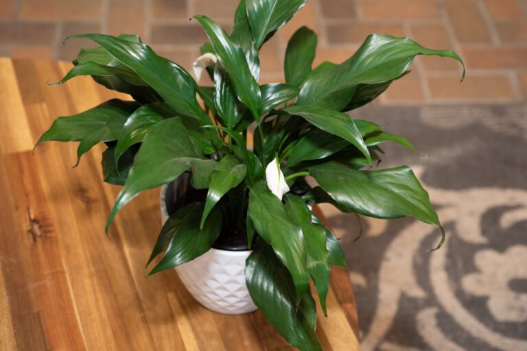 Boost Your Peace Lily's Blooms with Expert Gardening Tips - NEWSNOWCHICAGO