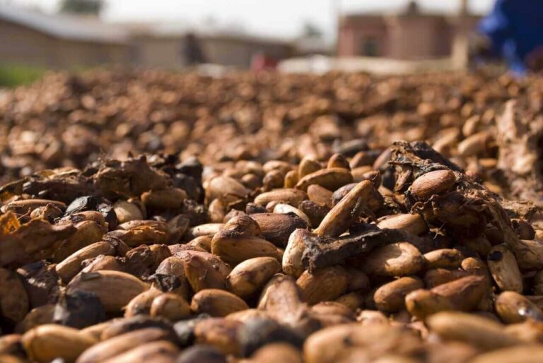 Cocoa Prices Hit Seven-Week Lows amid Weak Global Demand - NEWSNOWCHICAGO