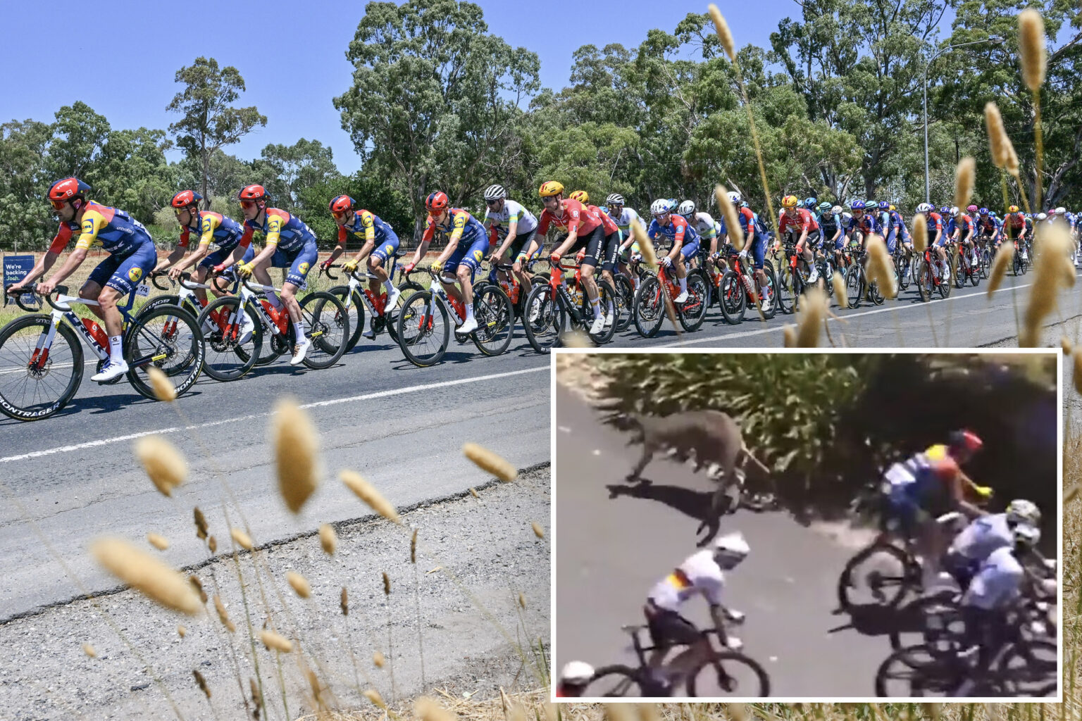 Kangaroos Disrupt Tour Down Under, Riders Face Chaos and Injuries ...