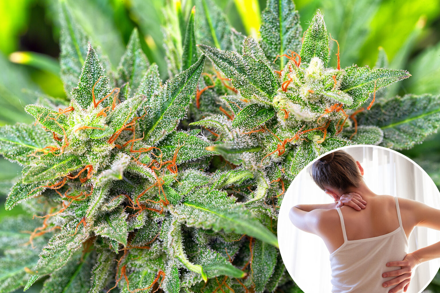 New Study Questions Medical Marijuana's Effectiveness for Pain Relief ...